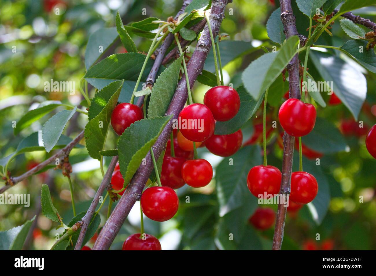 Cerises aigres dans le verger. Baies de cerisier aigre accrochées à une ...
