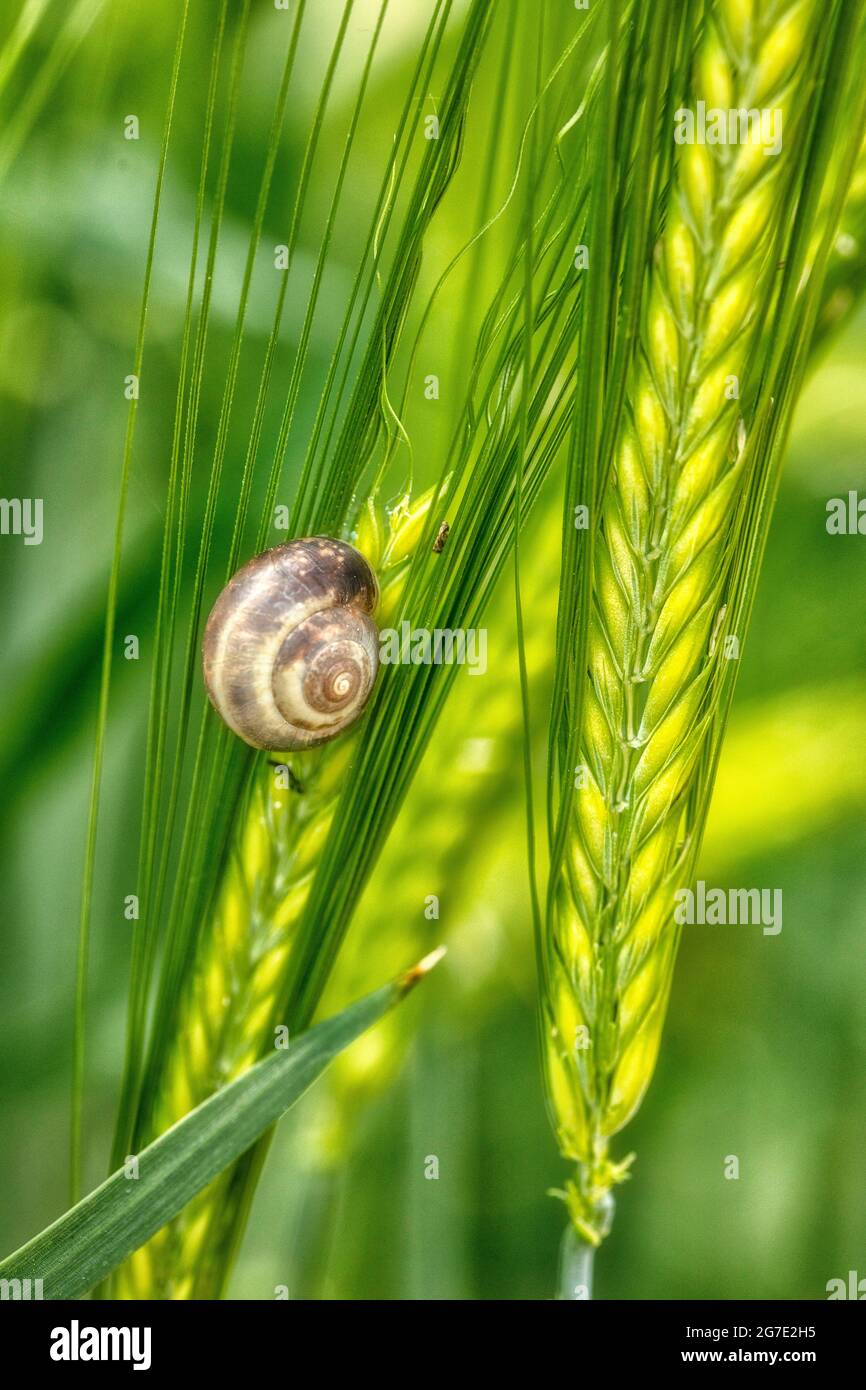 Anatomie d'escargot Banque de photographies et d’images à haute ...
