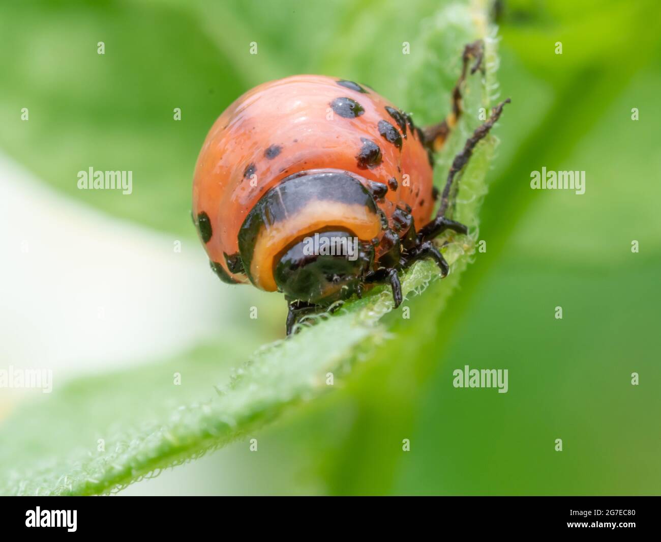 Doryphore polyclète Banque de photographies et d’images à haute ...