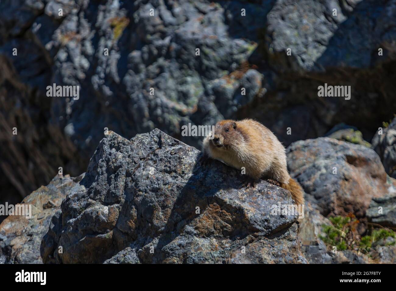 Marmotte olympique Banque de photographies et d’images à haute résolution - Alamy