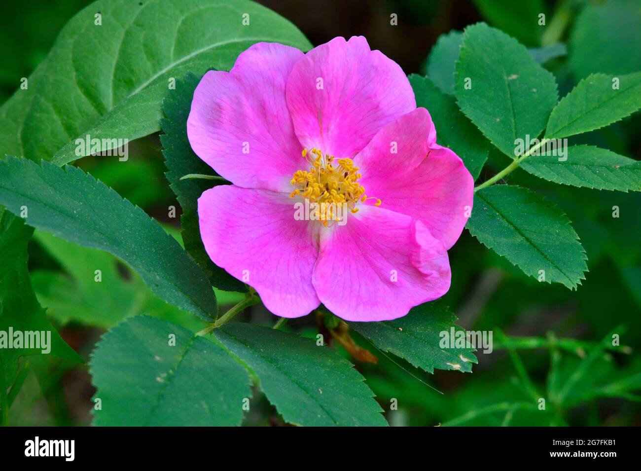 Fleur officielle de l'alberta canada Banque de photographies et d ...