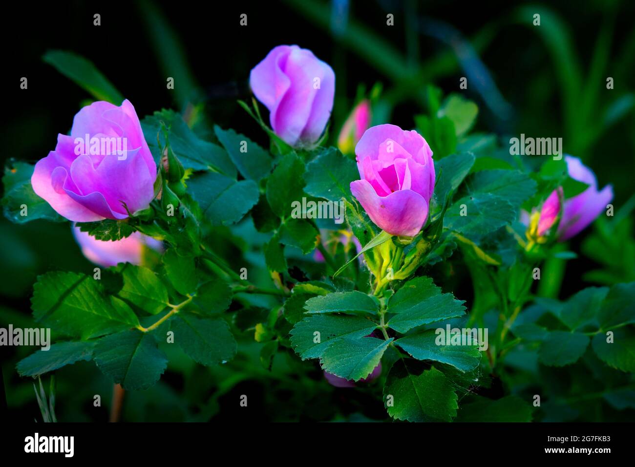 Fleur officielle de l'alberta canada Banque de photographies et d ...
