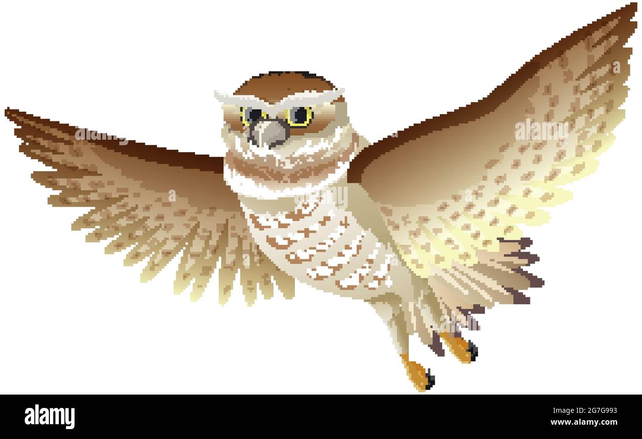 Hibou oiseau en volant pose isolée illustration Image Vectorielle Stock ...