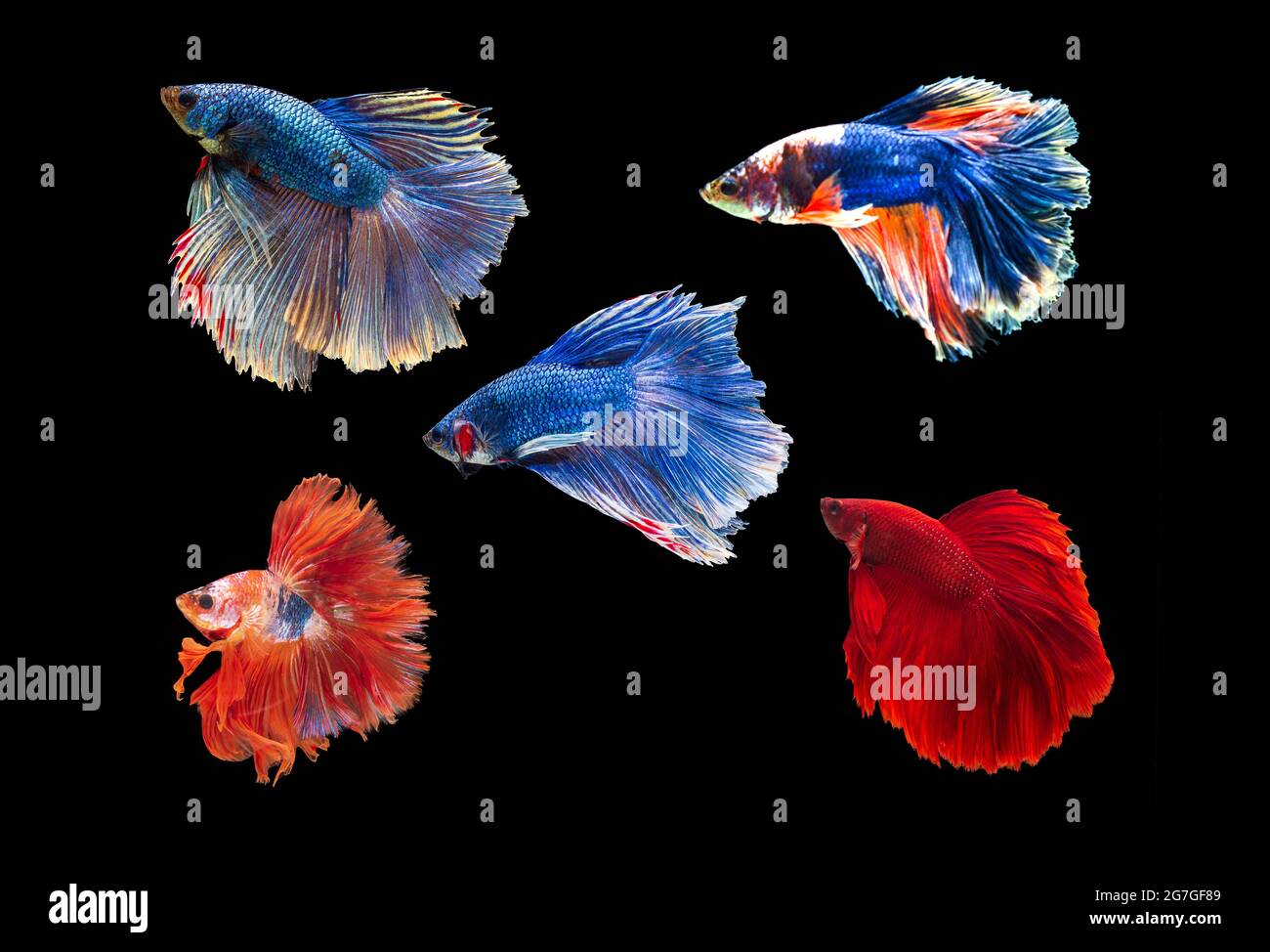 Poissons de combat siam Banque de photographies et d’images à haute ...