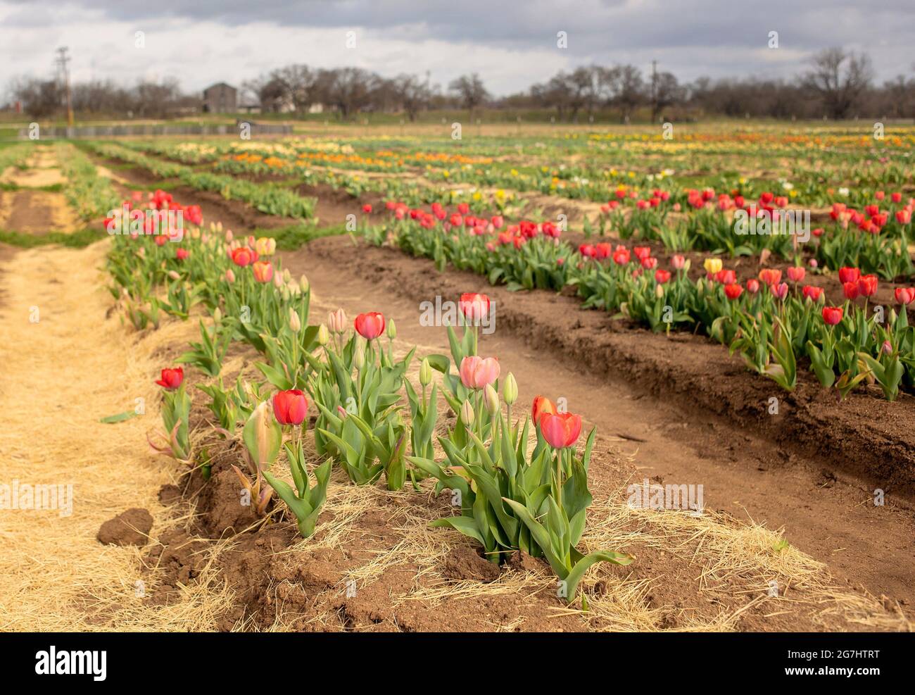 Tulip farm Banque de photographies et d’images à haute résolution - Alamy