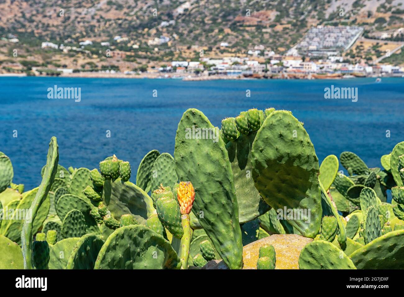 Greek cactus greece Banque de photographies et d’images à haute ...