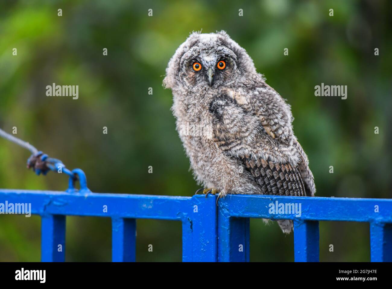 Hibou poussin avec de grands yeux lumineux, mignon hibou à longues ...