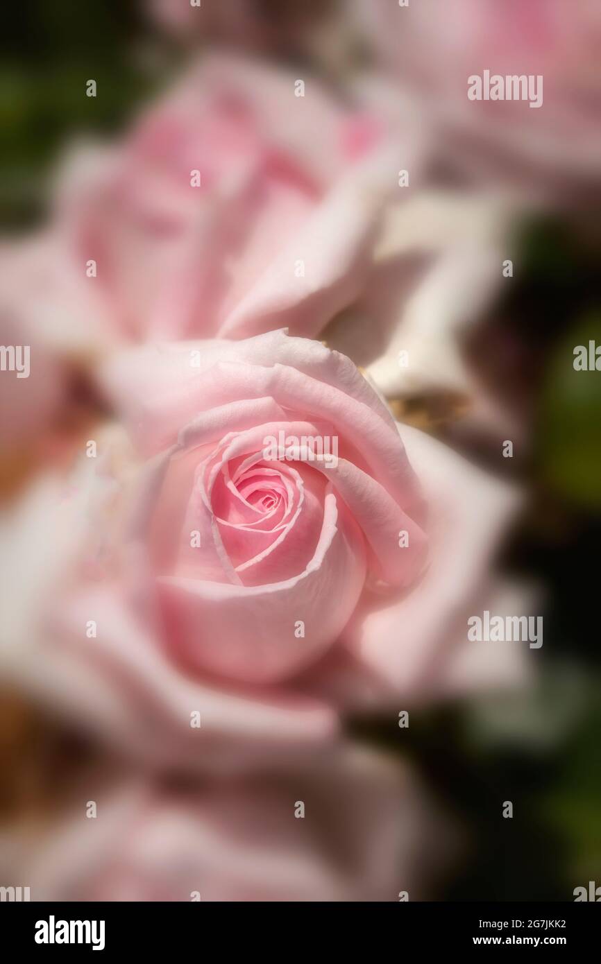 Rosa helen robinson harlevel Banque de photographies et d’images à ...