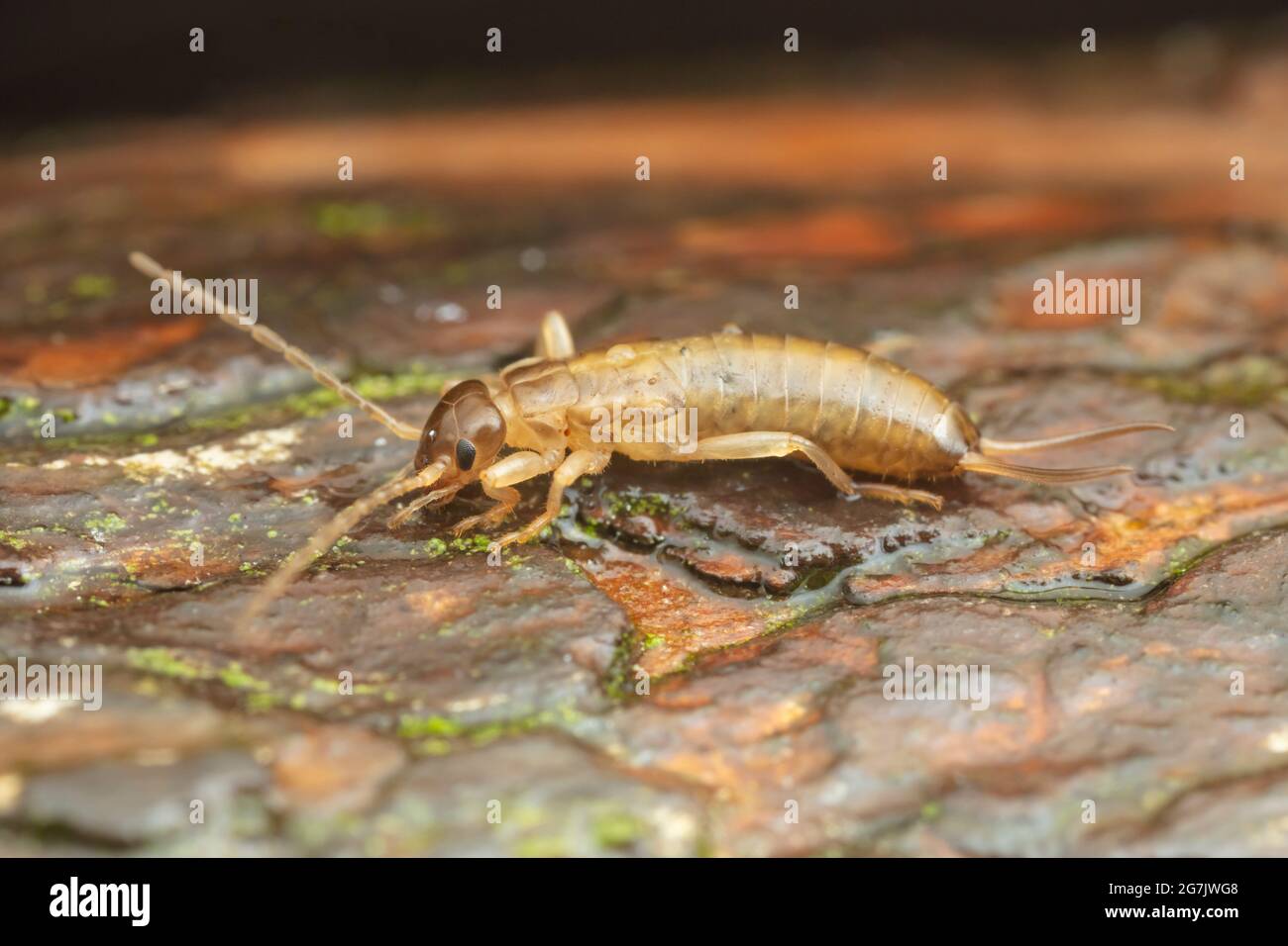 Forficula auricularia Banque de photographies et d’images à haute ...