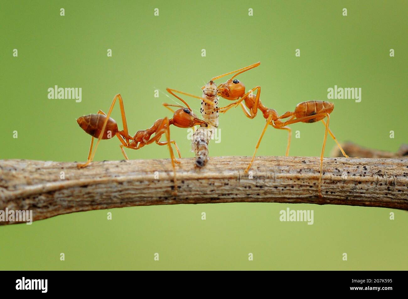 Fourmis avec de la nourriture Banque de photographies et d’images à ...