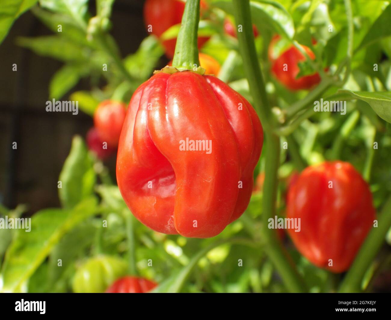 Piments sur un arbuste Banque de photographies et d’images à haute ...