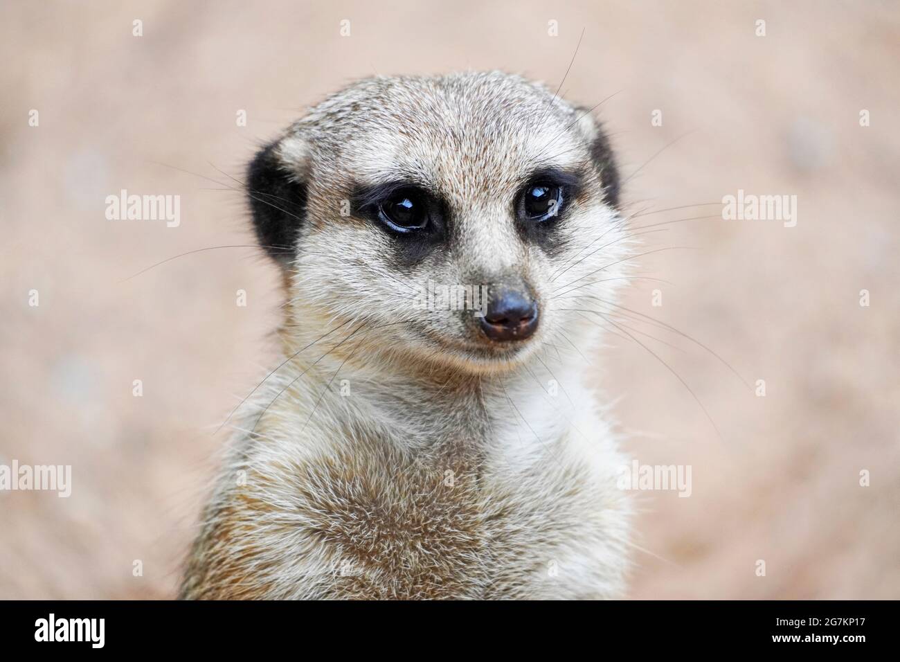 Animales que son curiosos Banque de photographies et d’images à haute ...