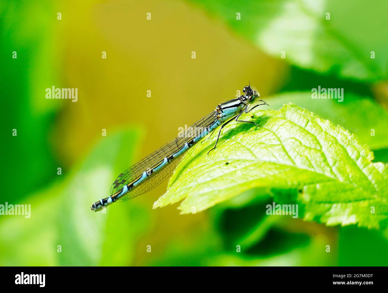 Insecte bleu Banque de photographies et d’images à haute résolution - Alamy