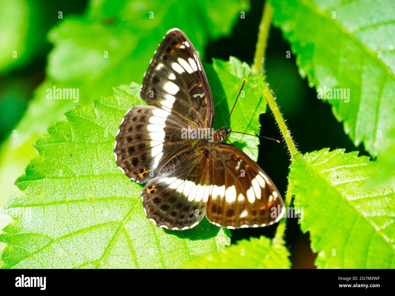Papillon amiral blanc Banque de photographies et d’images à haute ...