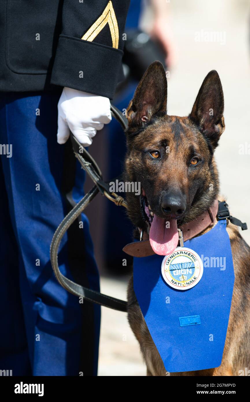 Chien GIGN lors de la cérémonie policière et militaire des décorations ...