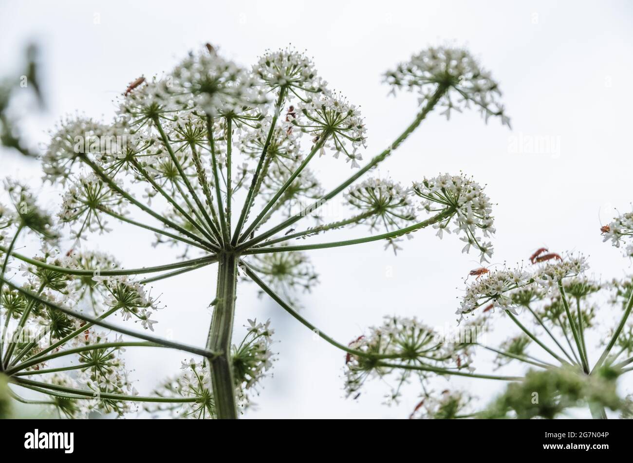 Rhubarbe sauvage en fleur Banque de photographies et d’images à haute ...