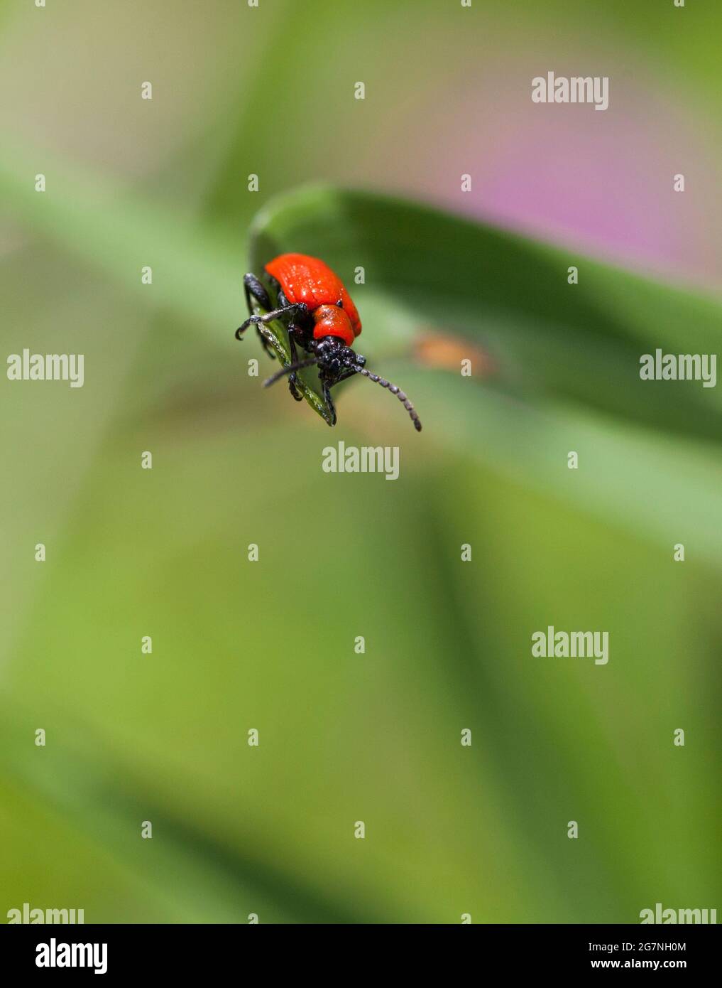 Dytique animal Banque de photographies et d’images à haute résolution ...