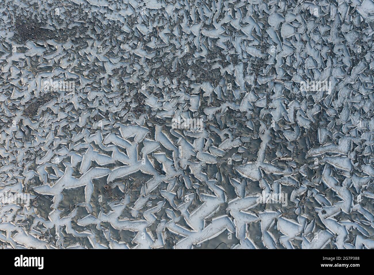 Fissures et bois séché à la surface d'un lac séché dans un climat sec ...