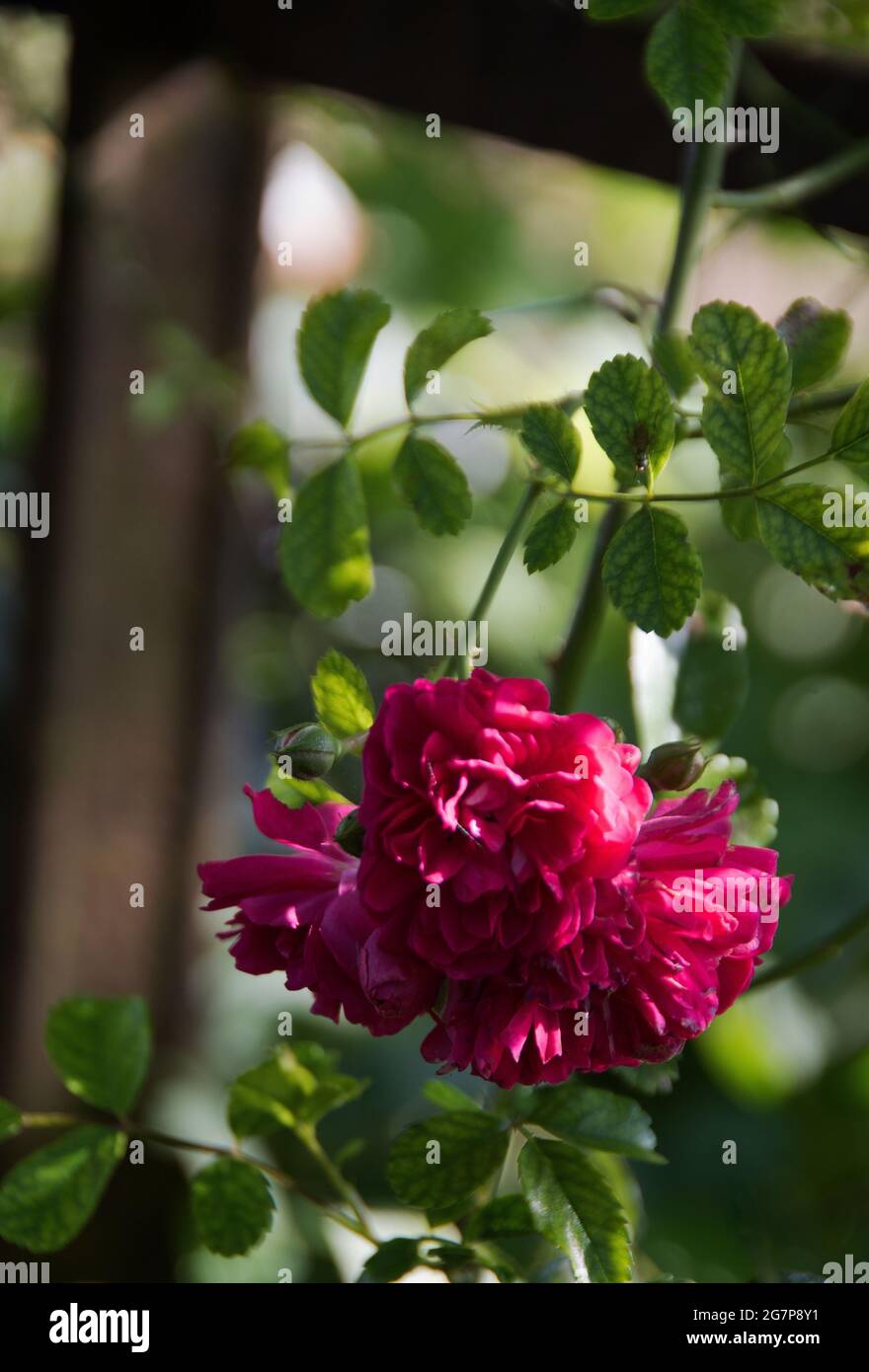 Dorothy rose Banque de photographies et d’images à haute résolution - Alamy