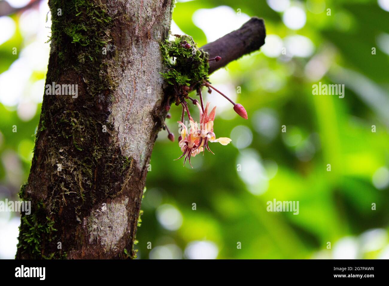Cocoa tree theobroma cacao flowers Banque de photographies et d’images ...