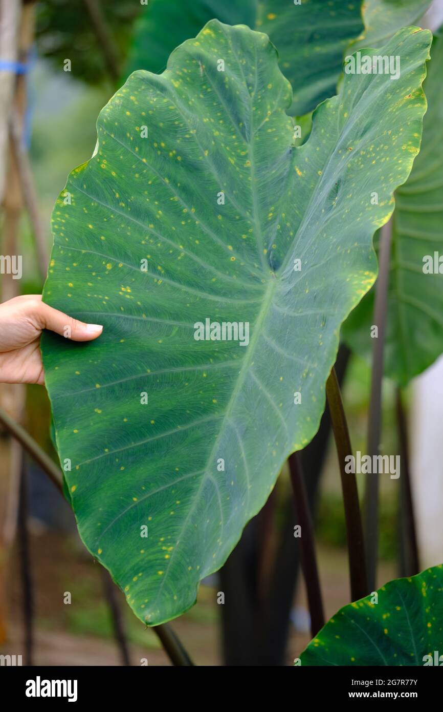 Feuilles de taro daun talas Banque de photographies et d’images à haute ...