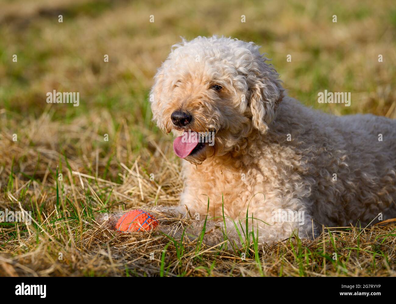 Labradoodles beige Banque de photographies et d’images à haute ...