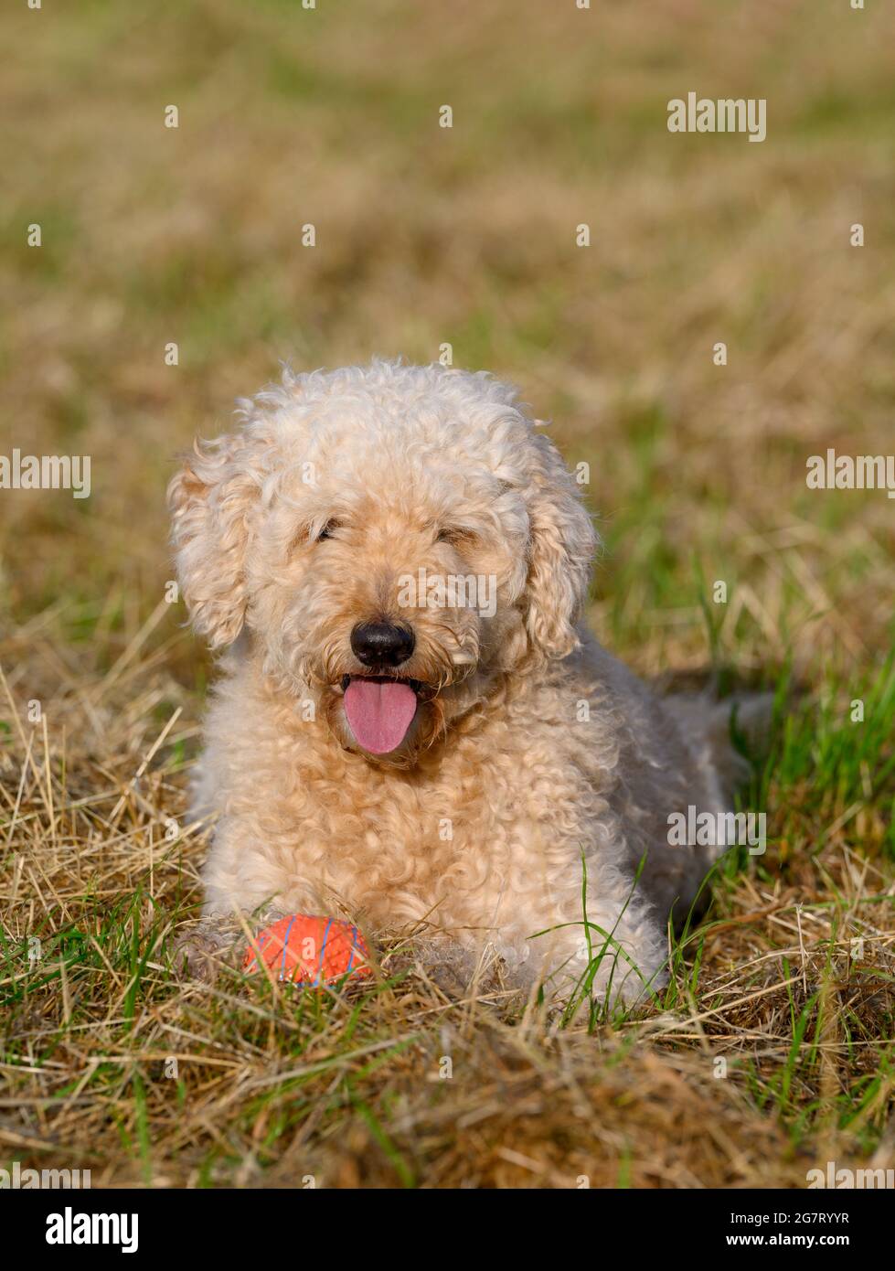 Labradoodles beige Banque de photographies et d’images à haute ...