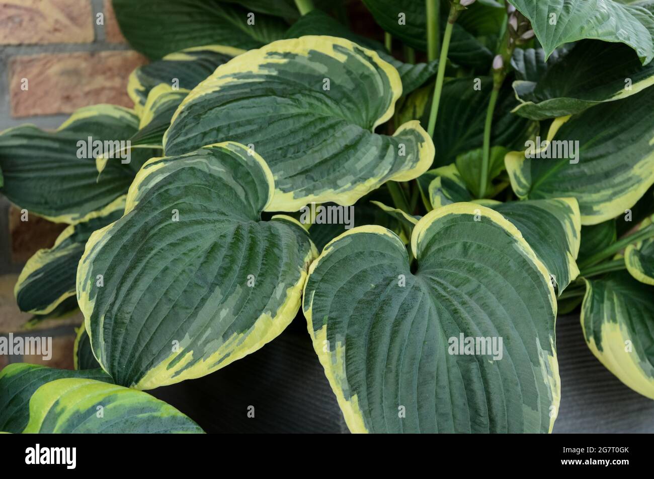 Hosta géant Banque de photographies et d’images à haute résolution - Alamy