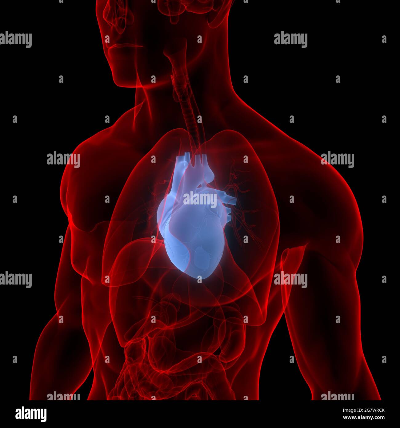 Le cœur fait partie de l'anatomie du système circulatoire des organes ...