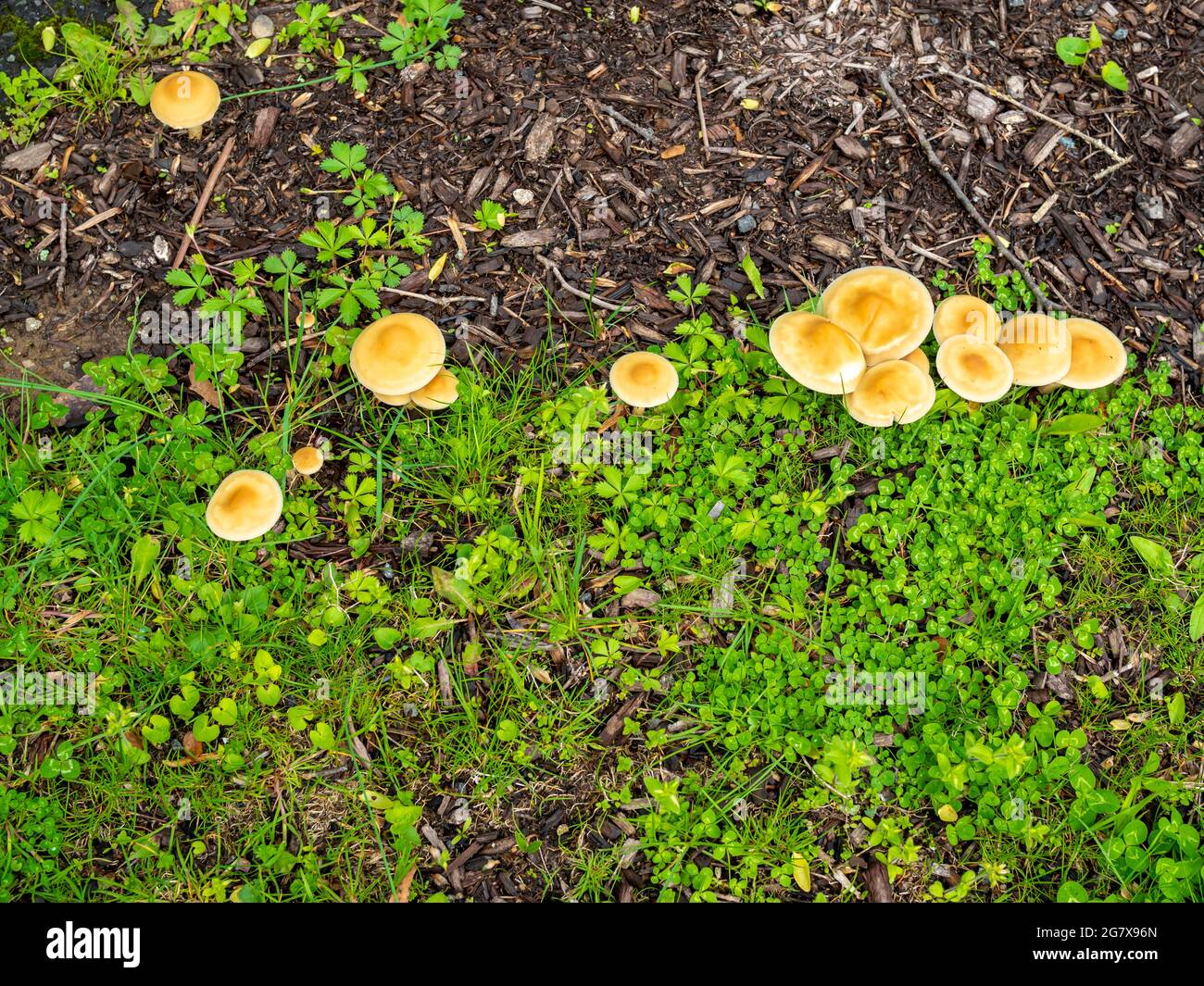 Les premiers champignons jaunes de printemps ont geré dans le jardin en ...