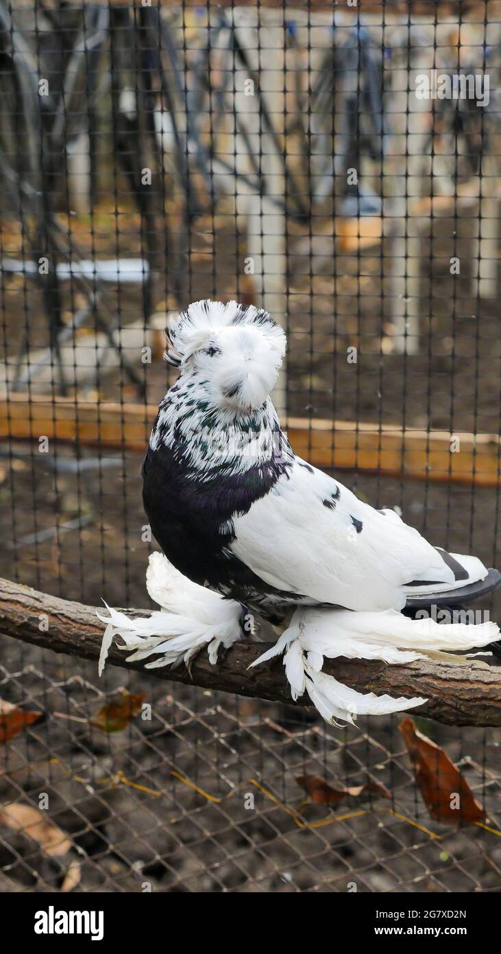 Race de pigeon noir et blanc Banque de photographies et d’images à ...