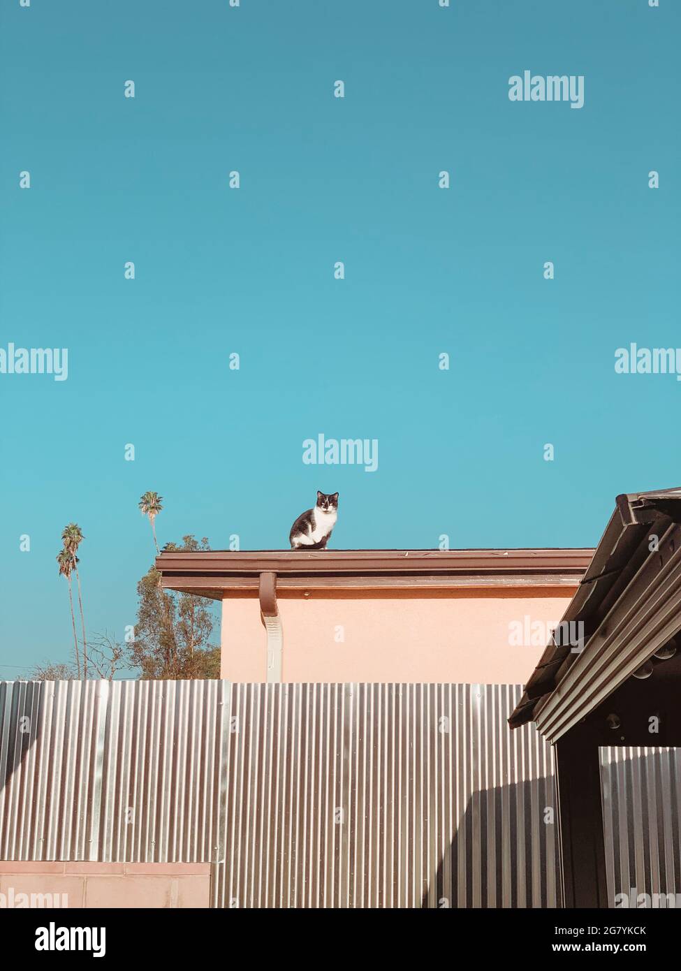 Un chat sur le toit de la maison Banque de photographies et d’images à ...