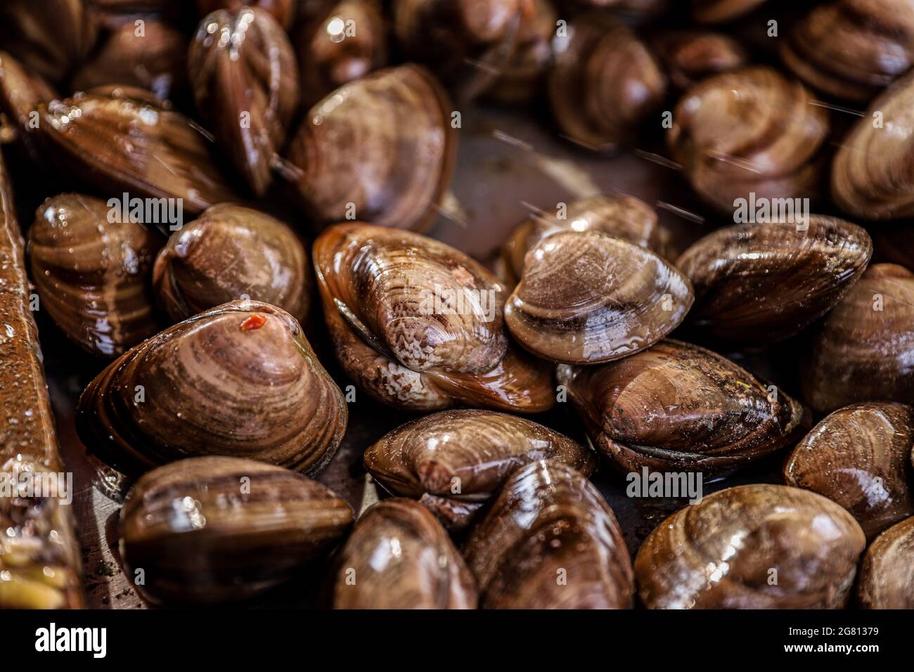 Palourdes empilées, produits frais, fruits de mer, fruits de mer dans ...