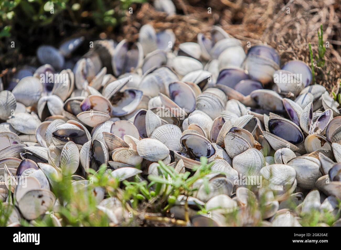 Symétrie Bilatérale Banque d'image et photos - Alamy