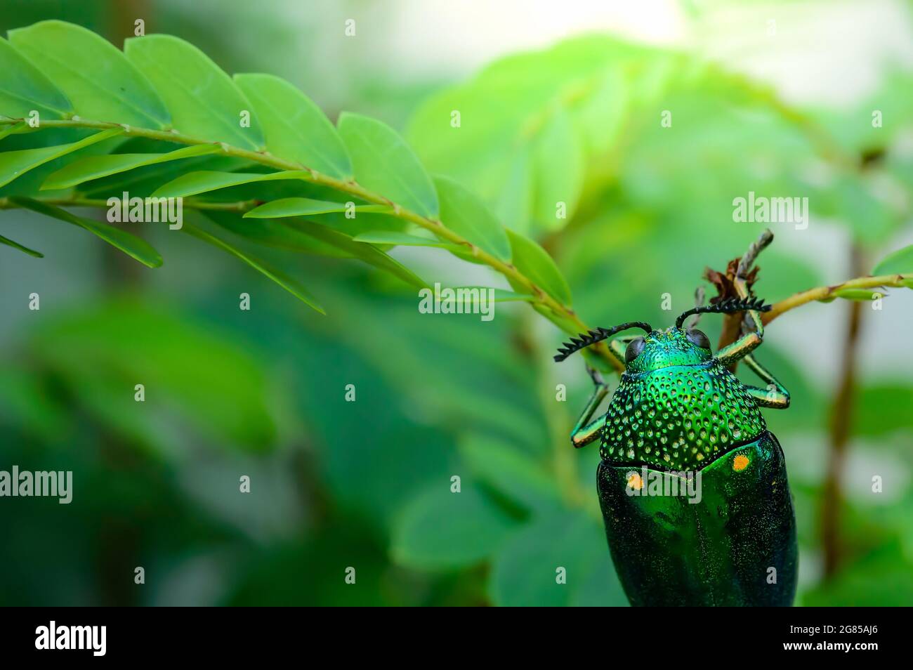 Sternocera ruficornis Banque de photographies et d’images à haute ...