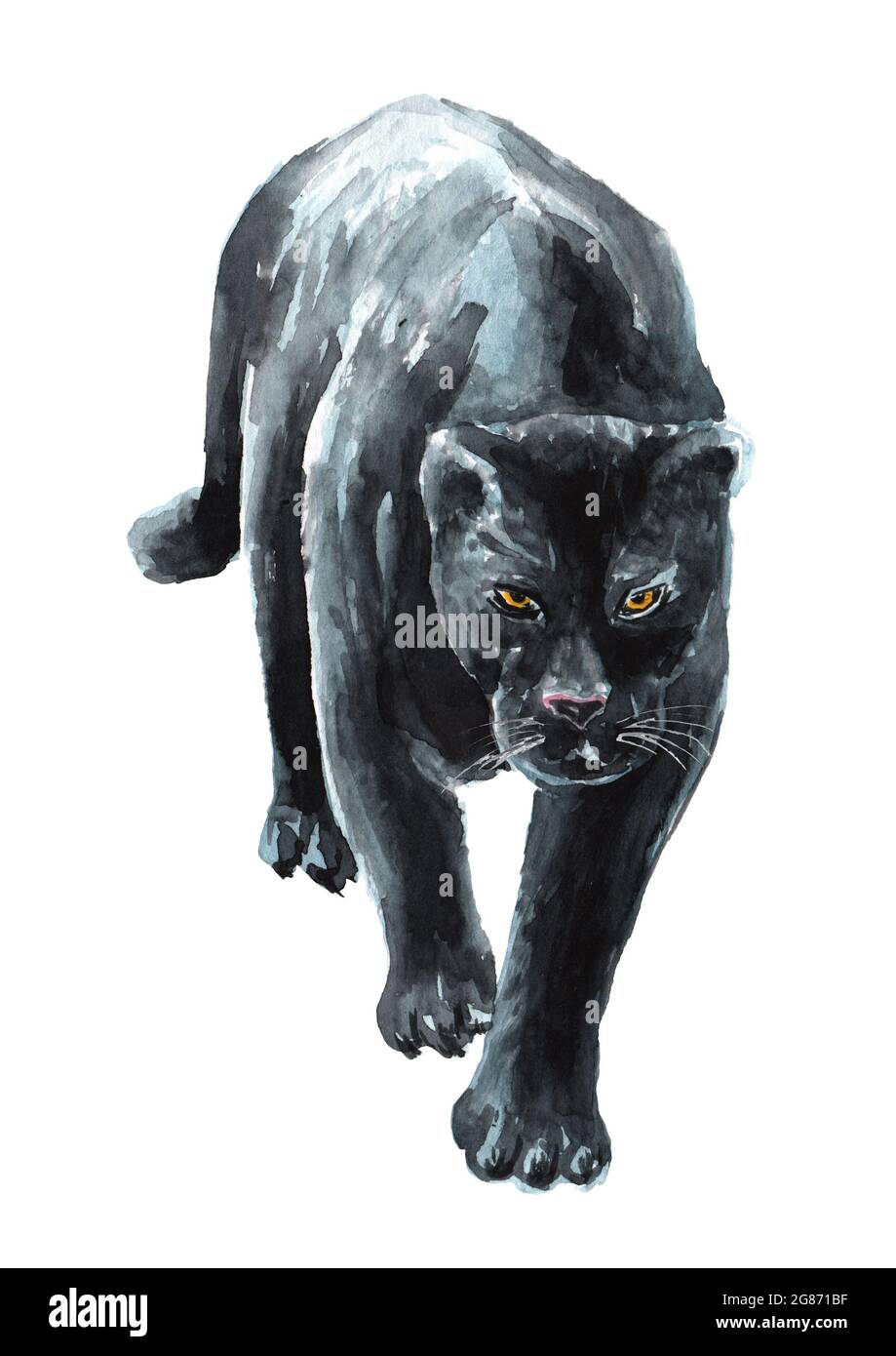 Panthère noire ou jaguar. Aquarelle illustration dessinée à la main isolée sur fond blanc Photo ...