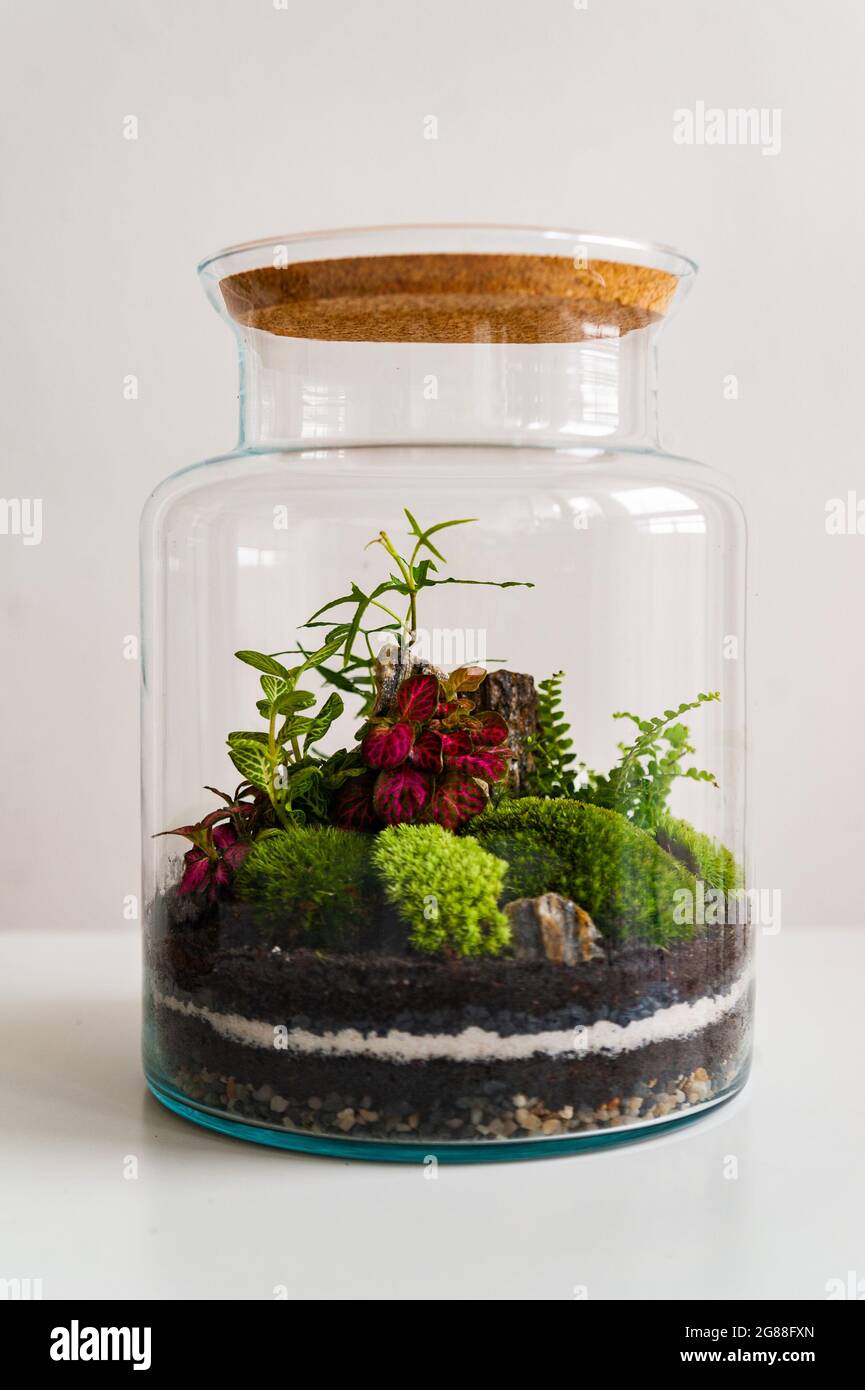 Plantes de décoration dans une bouteille en verre ; terrarium ...