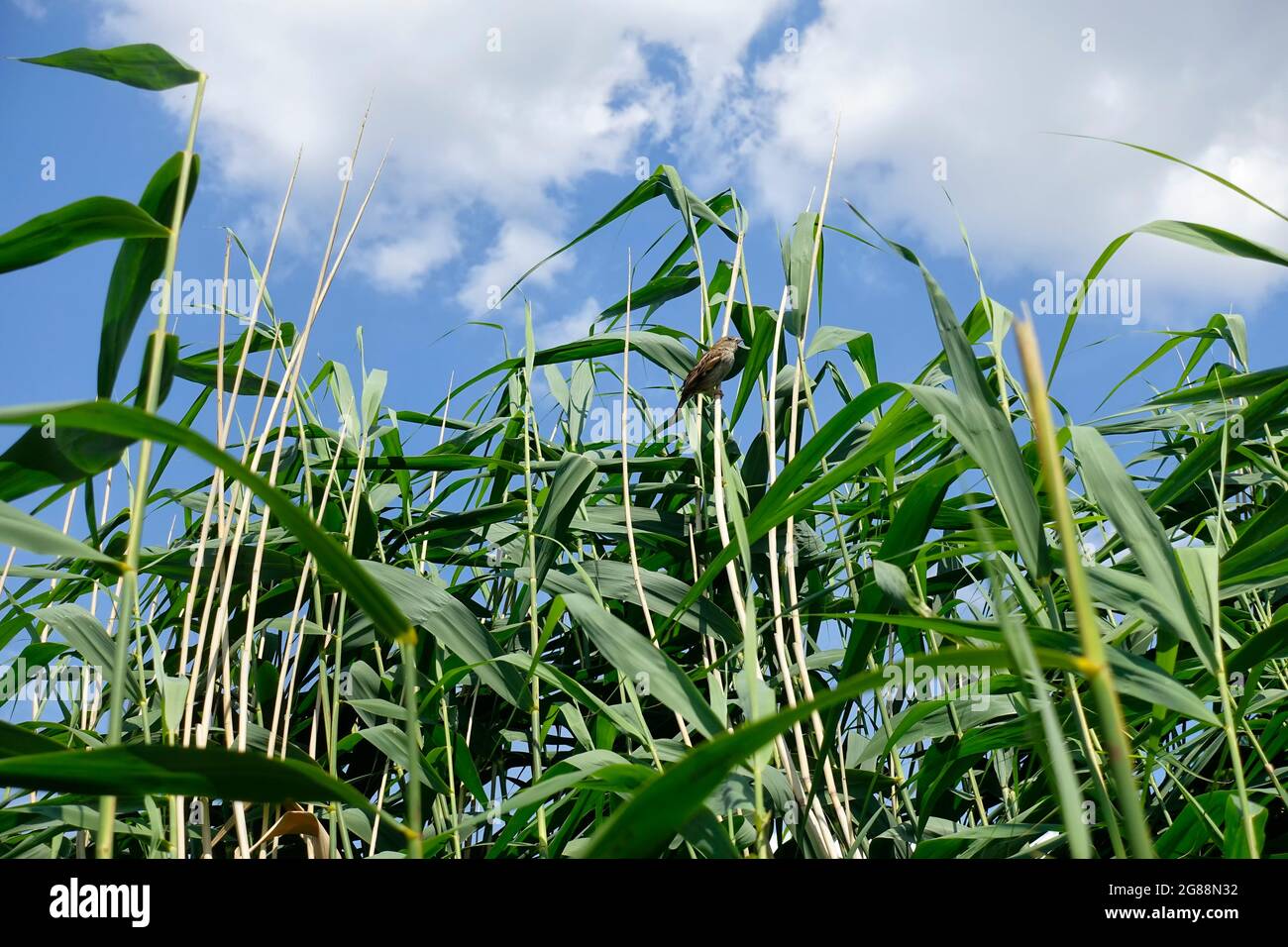 Lit de roseaux Banque de photographies et d’images à haute résolution ...