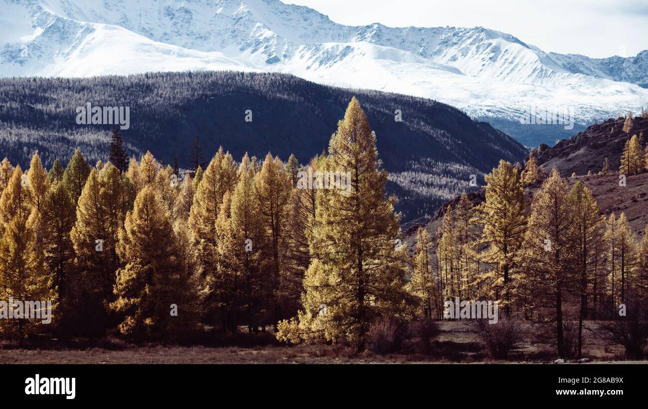Foret taiga république altaï Banque de photographies et d’images à ...