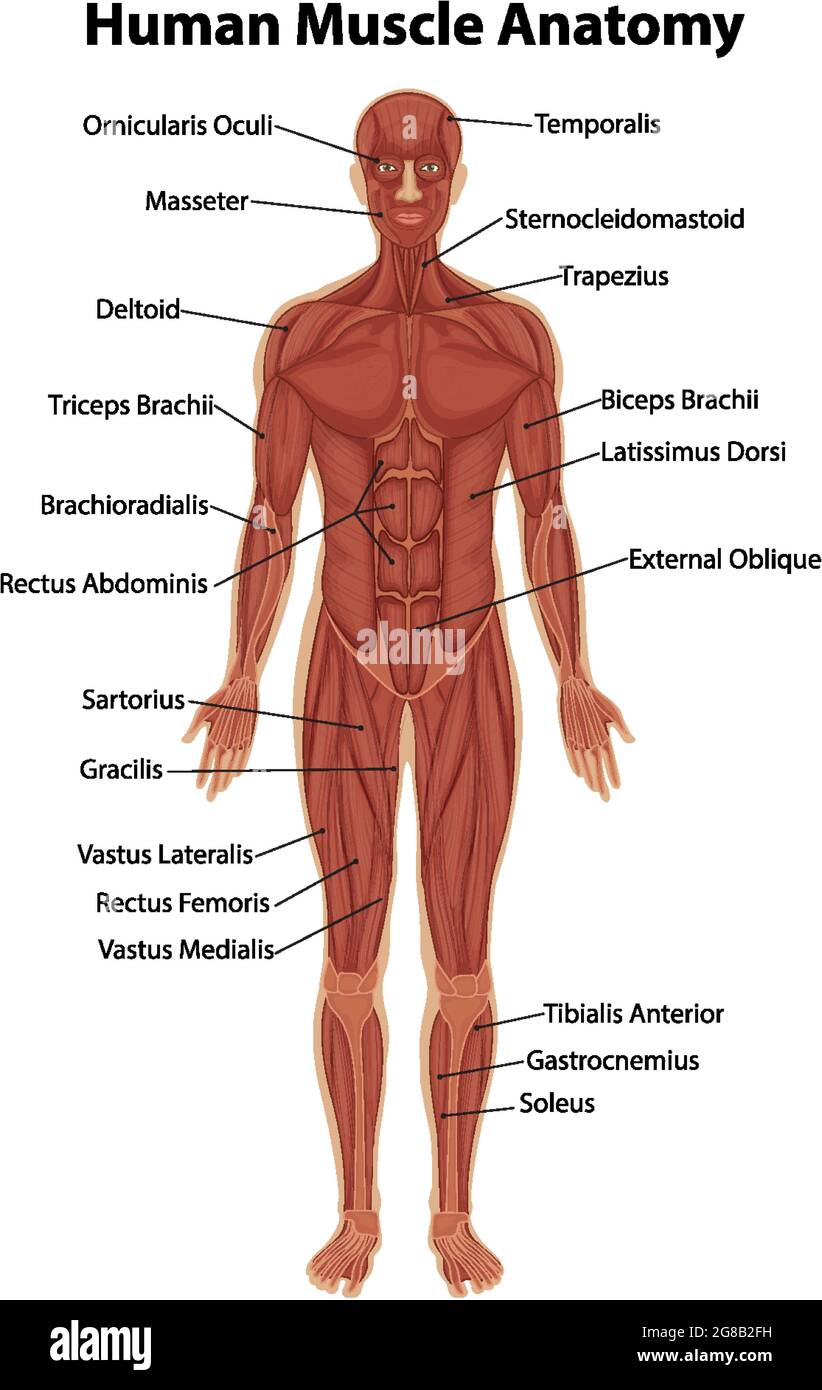 Anatomie Du Muscle Humain Avec Illustration De Lanatomie Du Corps Image Vectorielle Stock Alamy