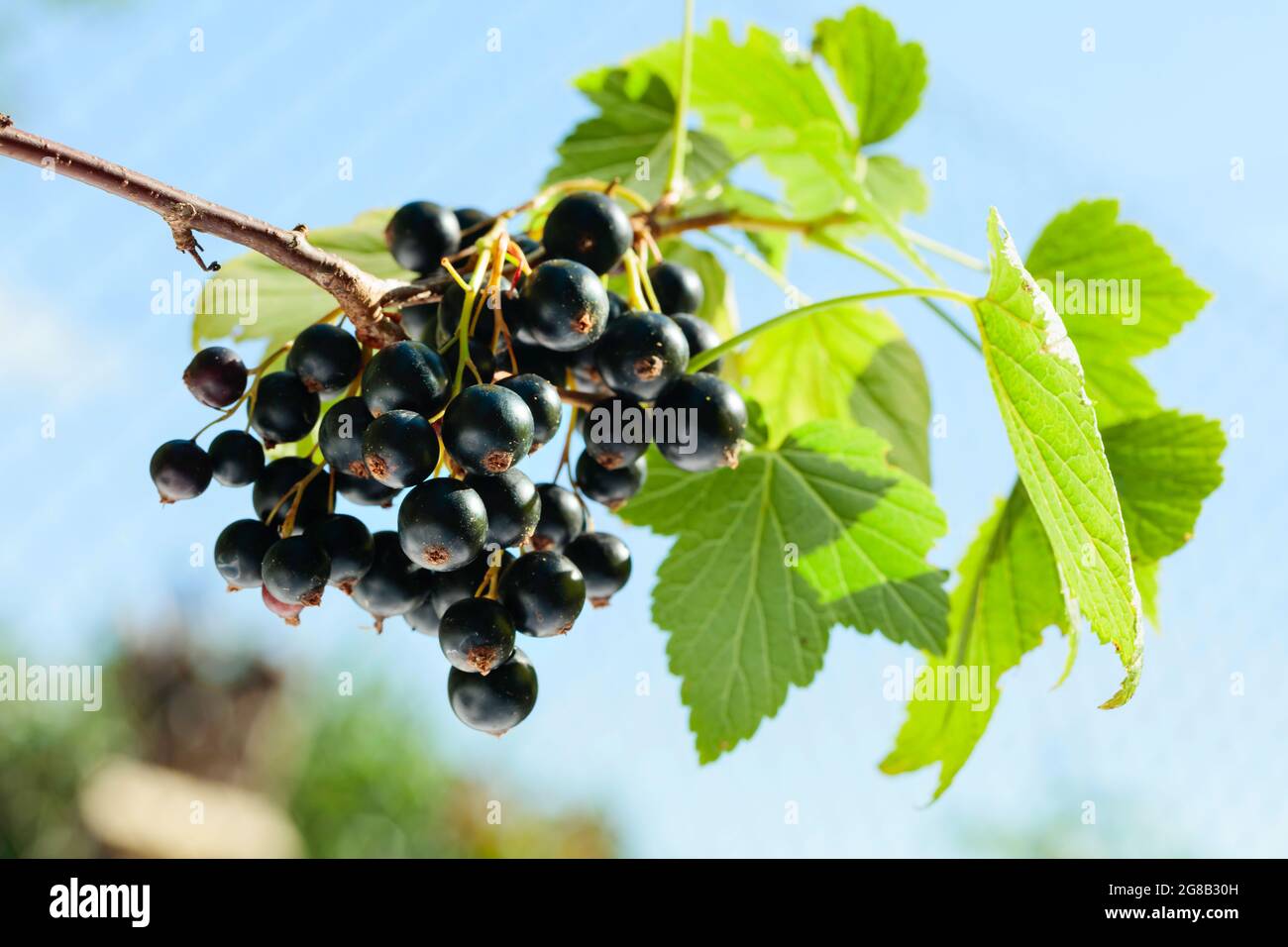 Les baies de cassis mûres sont prêtes à être cueillies. Baies juteuses ...