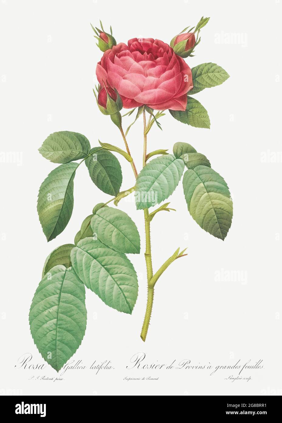 Rose de provins Banque d'image et photos - Alamy