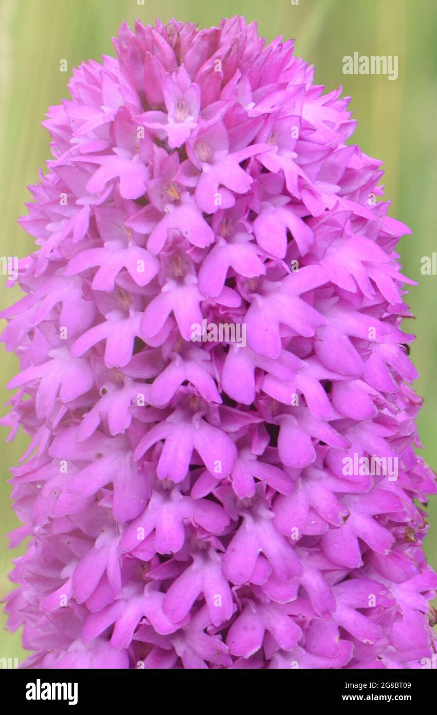 Pyramidal orchid anacamptis pyramidalis Banque de photographies et d ...