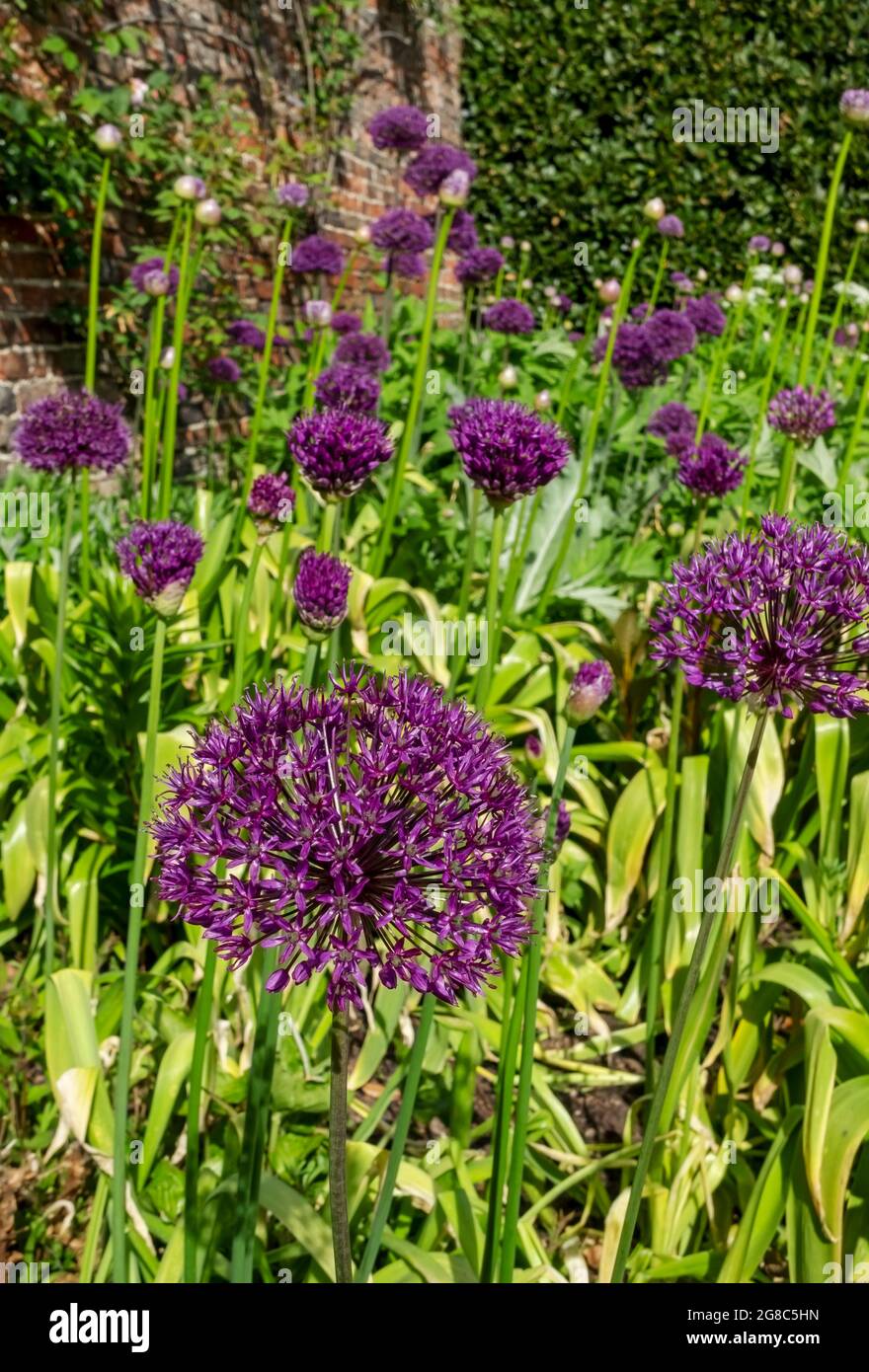 Jardinage avec des fleurs d'oignon ornementales Banque de photographies ...