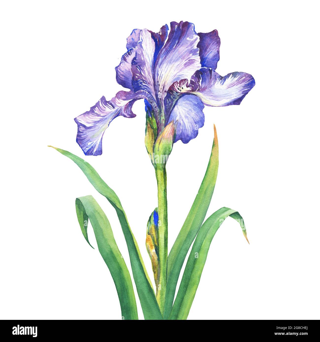 La branche fleur bleu Iris. Aquarelle dessin de peinture à la main ...