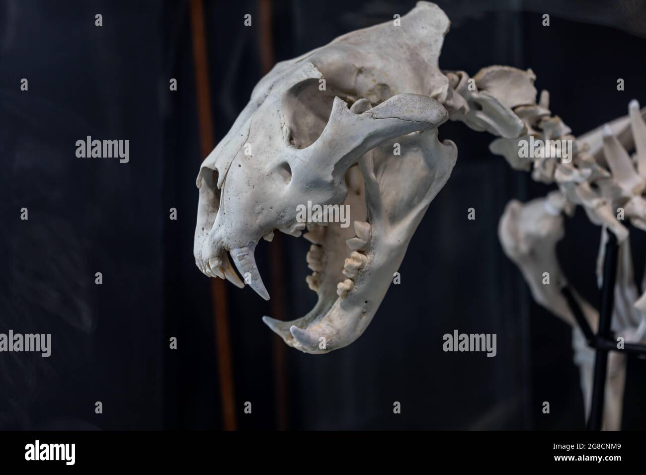 Lion skull Banque de photographies et d’images à haute résolution - Alamy