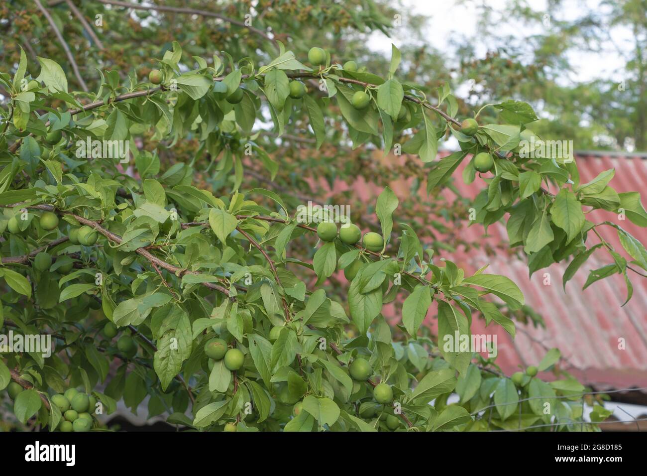 Arbre mirabelle Banque de photographies et d’images à haute résolution ...