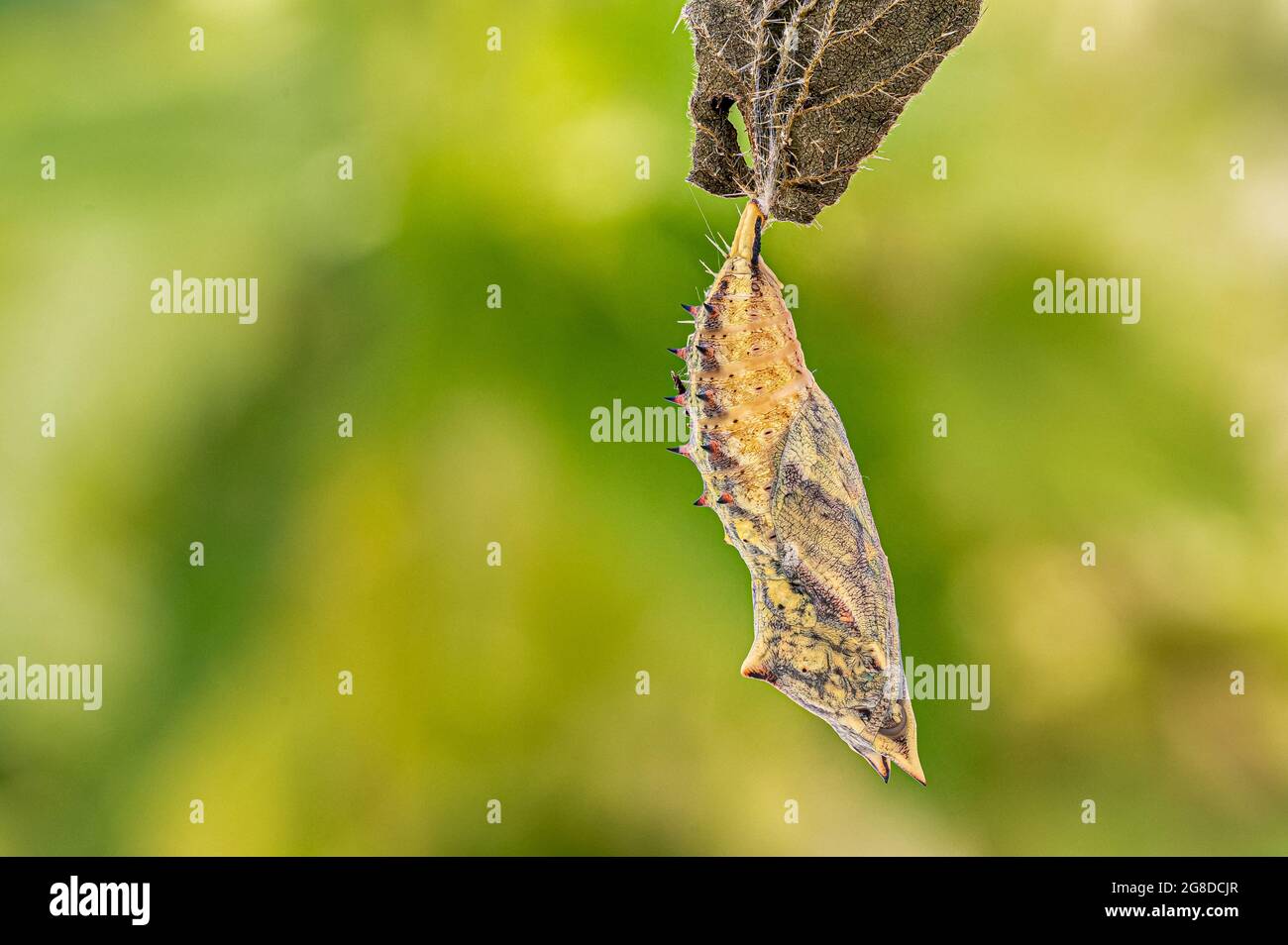 Larve Papillon Paon Banque d'image et photos - Alamy