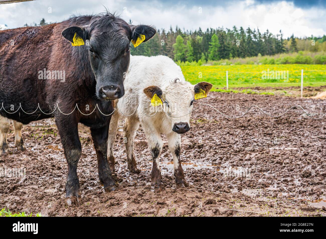 Deux vaches debout dans la boue avec des marques jaunes dans les ...