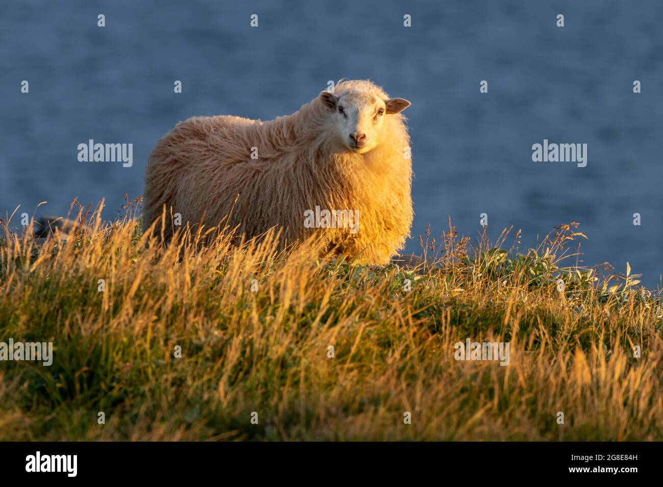 Moutons domestiques (Ovis aries) dans la lumière du soir, péninsule de ...
